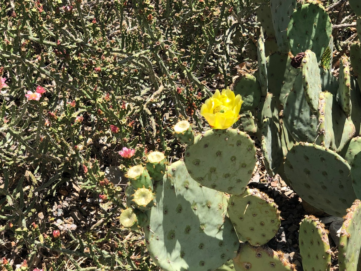 Albuquerque, Altitude and Aspirations – a Week at the National Senior ...